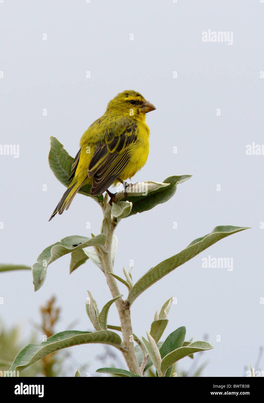 Bully Canary High Resolution Stock Photography and Images - Alamy
