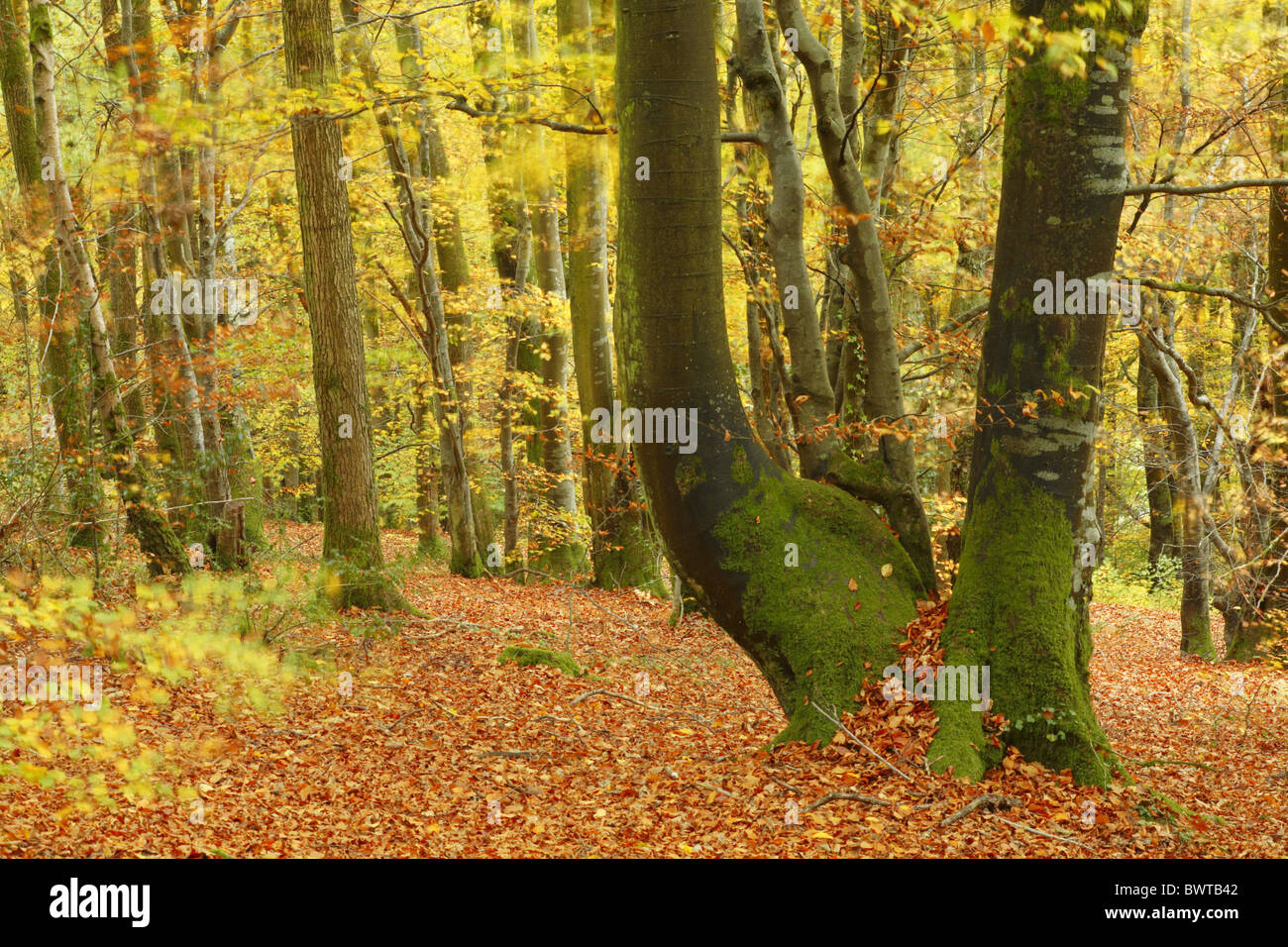 nature natural wild wildlife environment environmental europe european ...