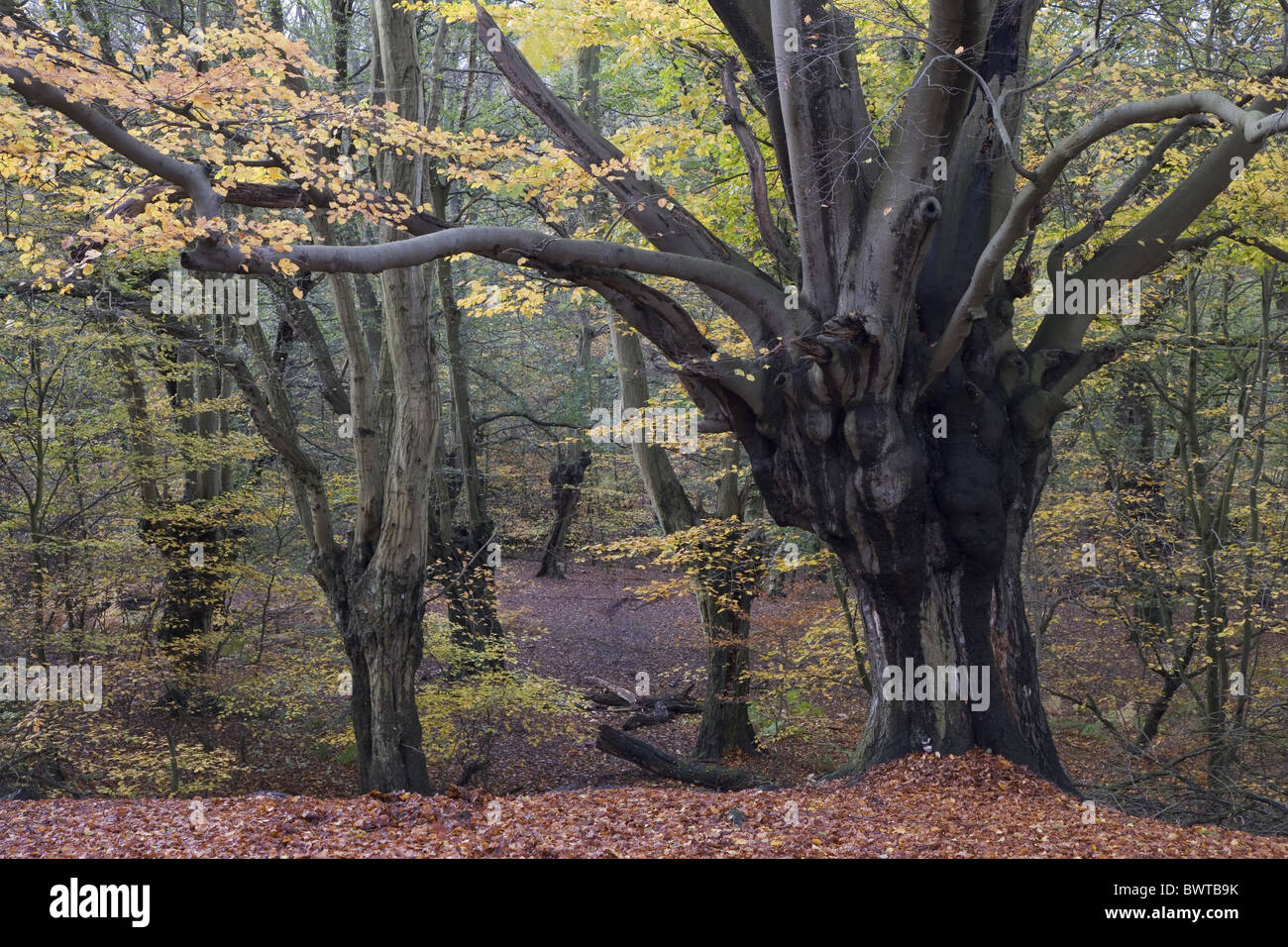 Common Beech Fagus sylvatica mature tree mixed Stock Photo - Alamy