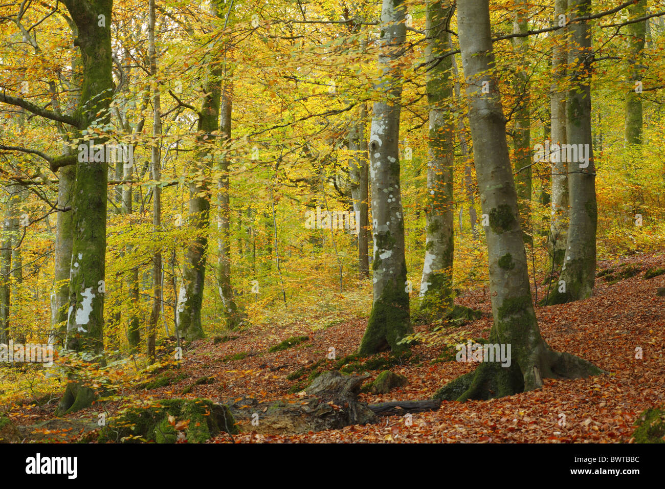 nature natural wild wildlife environment environmental europe european ... nature natural wild wildlife environment environmental europe european ...