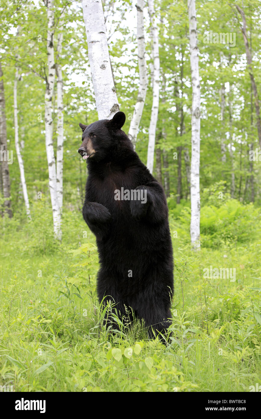 aufrecht stehend - standing upright bear bears "north america" "north ...
