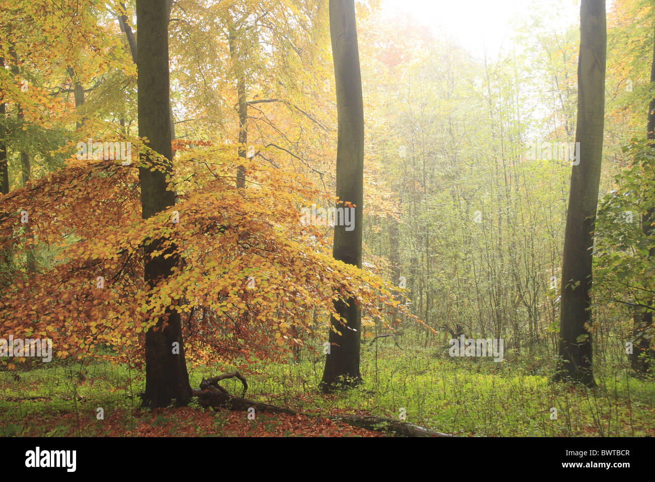 Common Beech Fagus sylvatica woodland habitat Stock Photo - Alamy