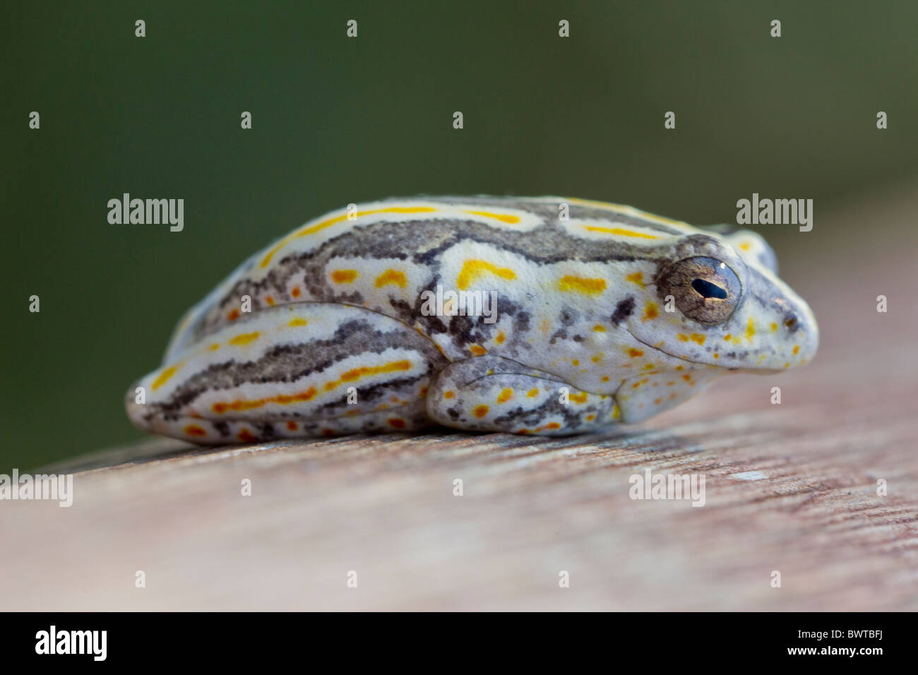 Portrait of a reed frog (Hyperolius argus) in the bush. The photo was ...