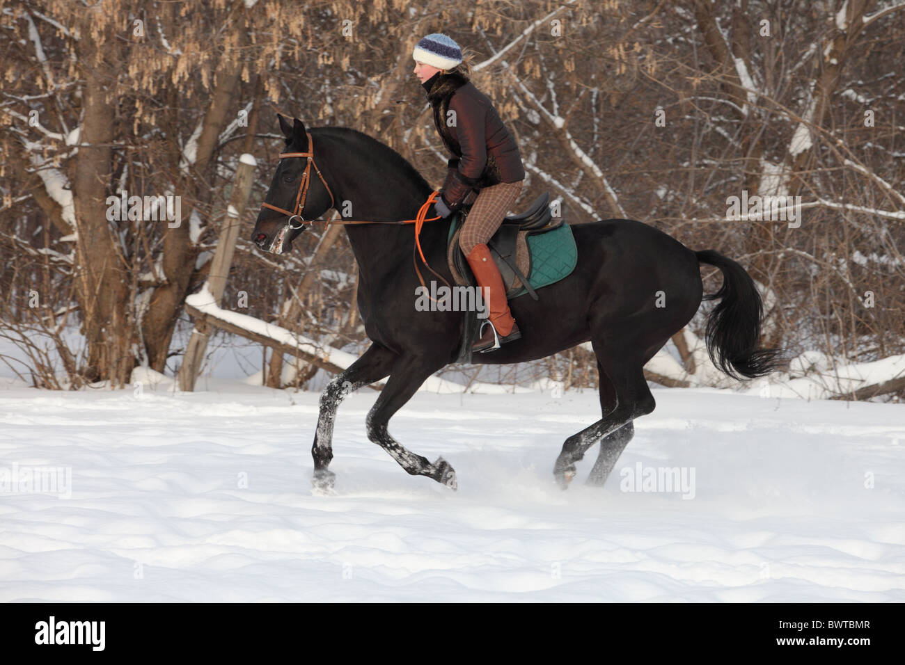 The rider skips horseback on a winter field Stock Photo - Alamy