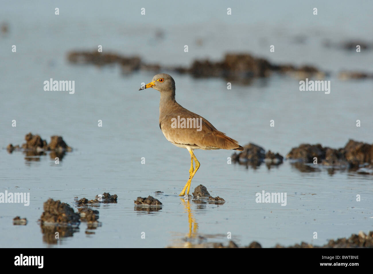 Grey-headed Lapwing (Vanellus cinereus) adult, wading in paddy field ...