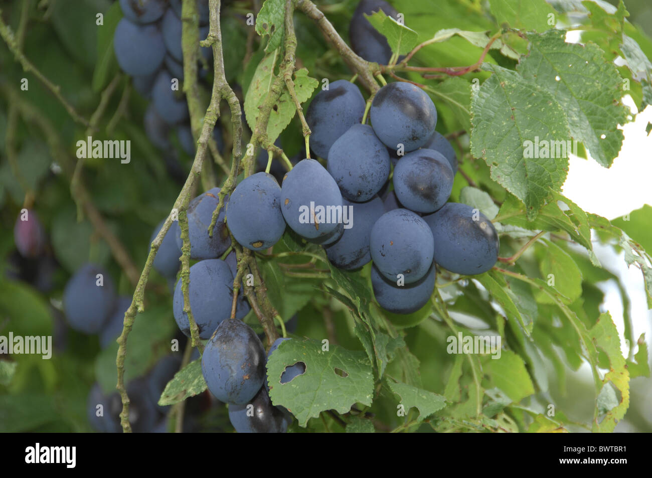 Damson Prunus insititia 'Shropshire Prune' ripe Stock Photo - Alamy