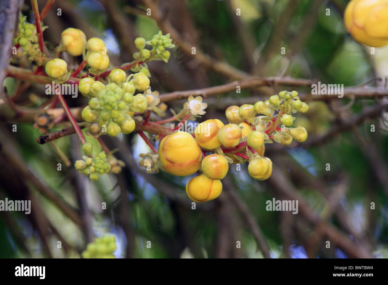 Bluete - bloom tree trees "cannonball tree" "cannon ball tree" plant ...