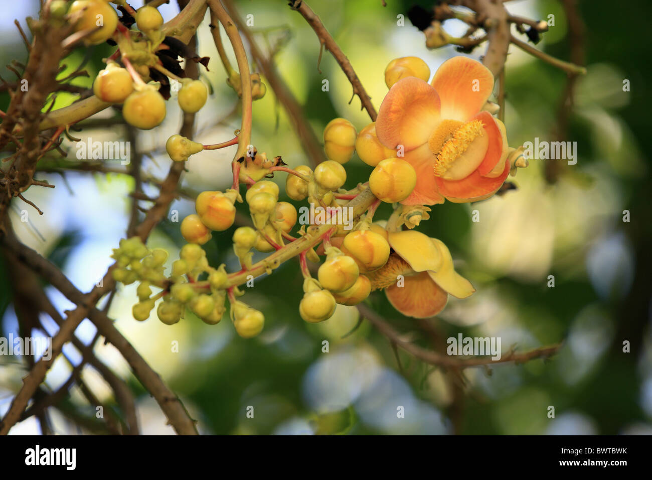 Bluete - bloom tree trees "cannonball tree" "cannon ball tree" plant ...