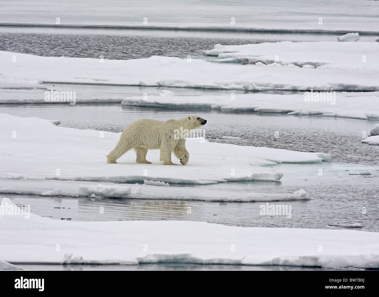 Pack ice Arctic Ocean bear bears ursidae polar omnivore omnivores ...