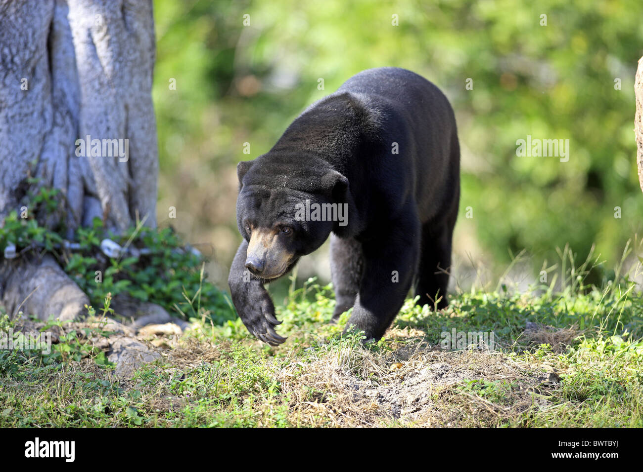 Male and female bears hi-res stock photography and images - Alamy