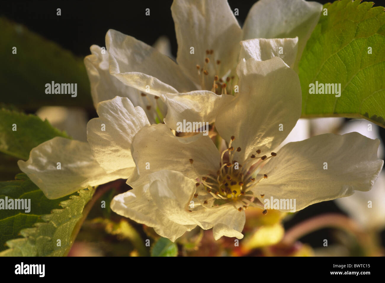 Prunus avium wild cherry gean spring nature natural wildlife ...