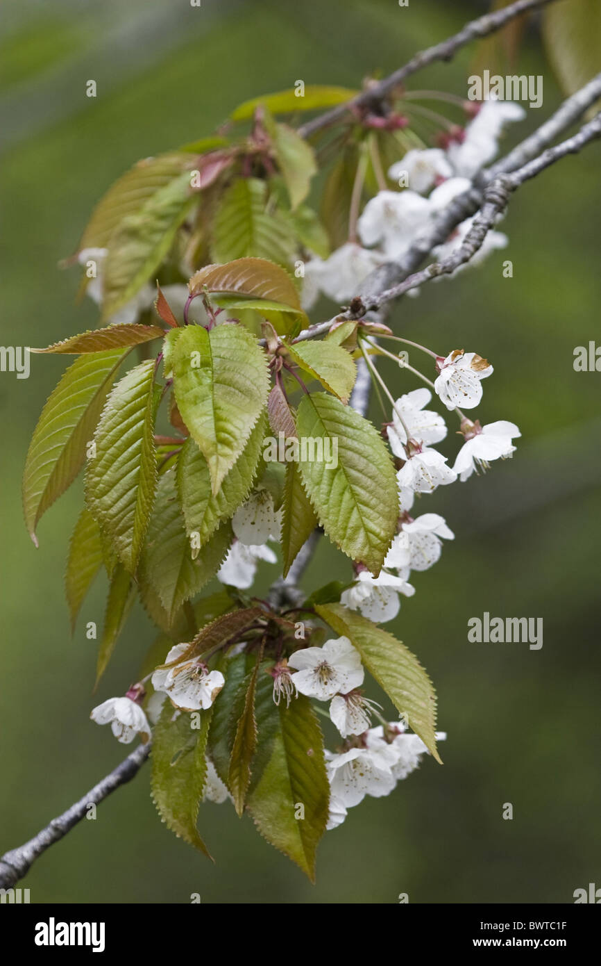 asia asian bloom blooms blossom blossoms britain british cherry ...