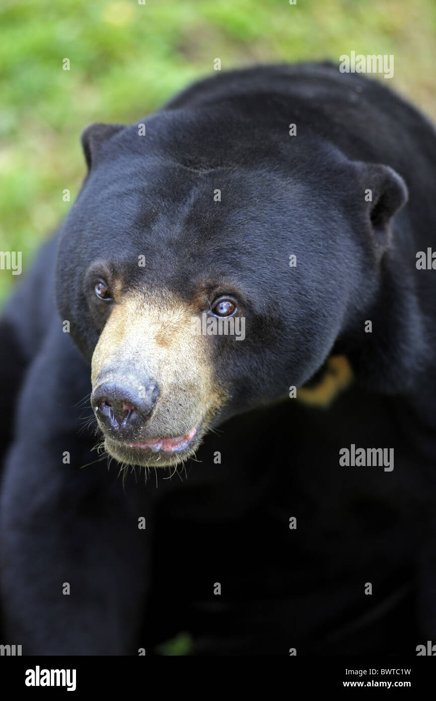 maennlich - male Portrait - close up bear bears asia asian endangered ...