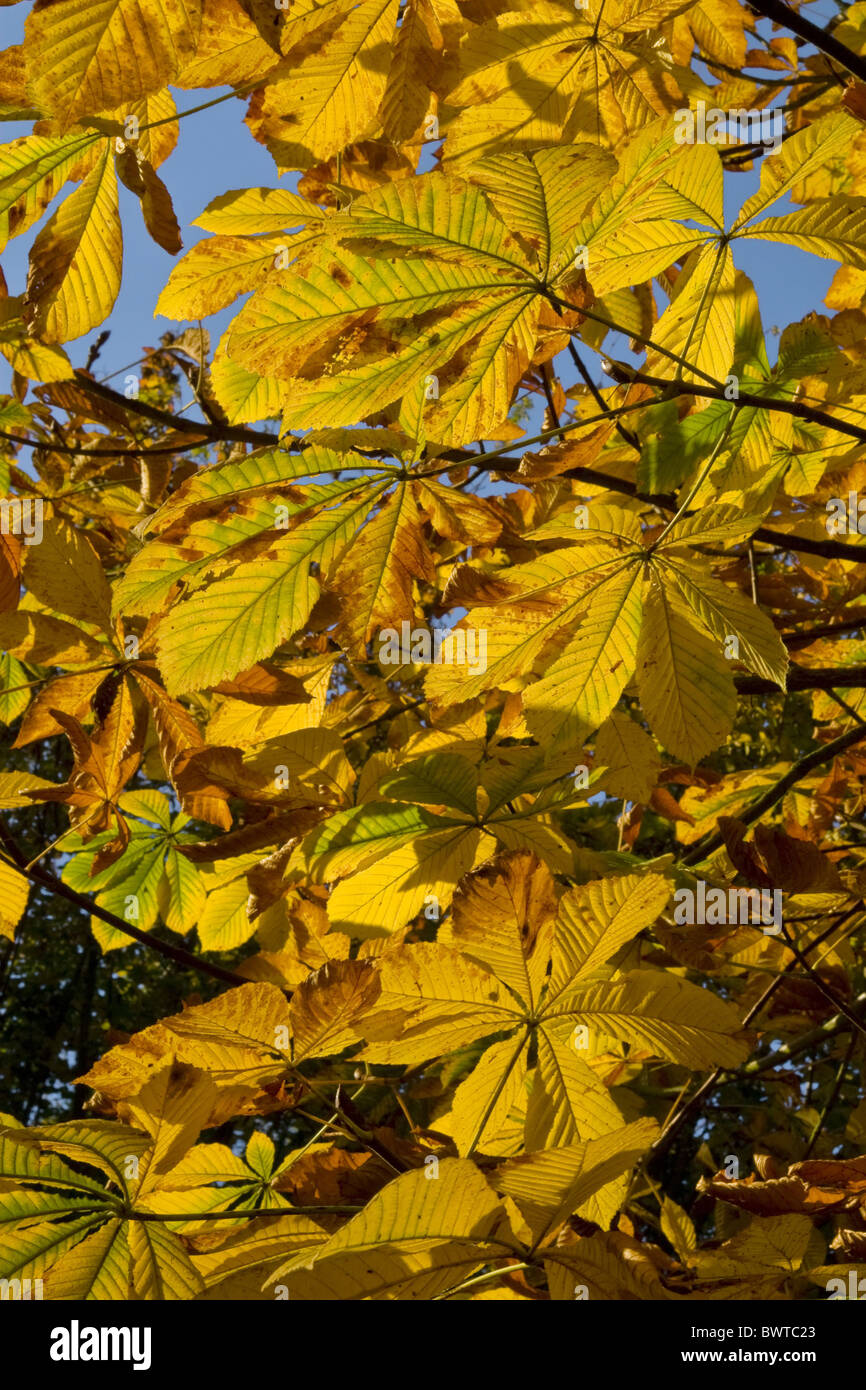 Aesculus Attractive Autumn Autumnal Blue Sky Blue Branch Branches ...