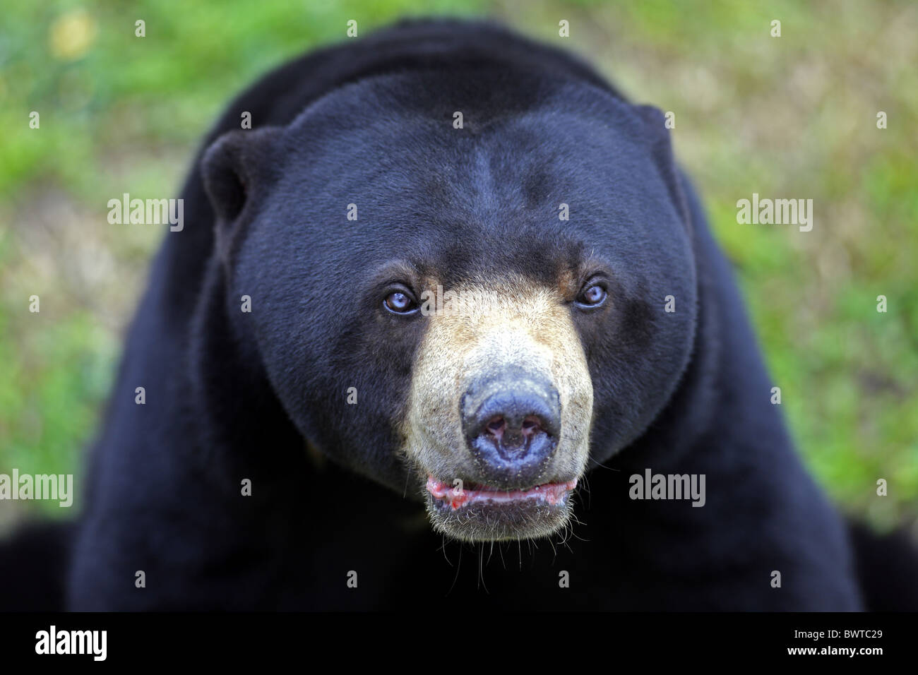 maennlich - male Portrait - close up bear bears asia asian endangered ...