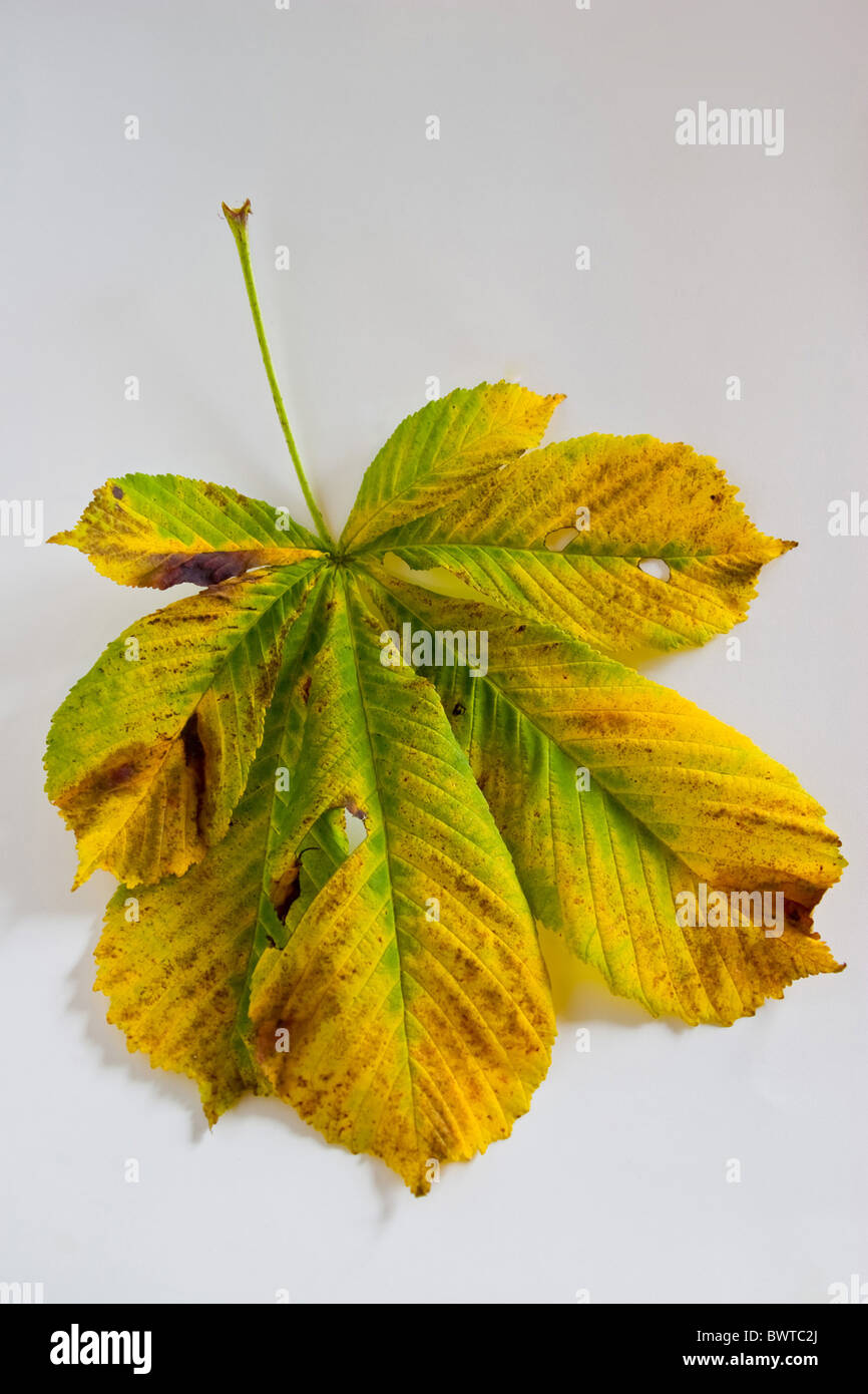 Aesculus Aesculus hippocastanum Autumn Autumnal Britain British ...