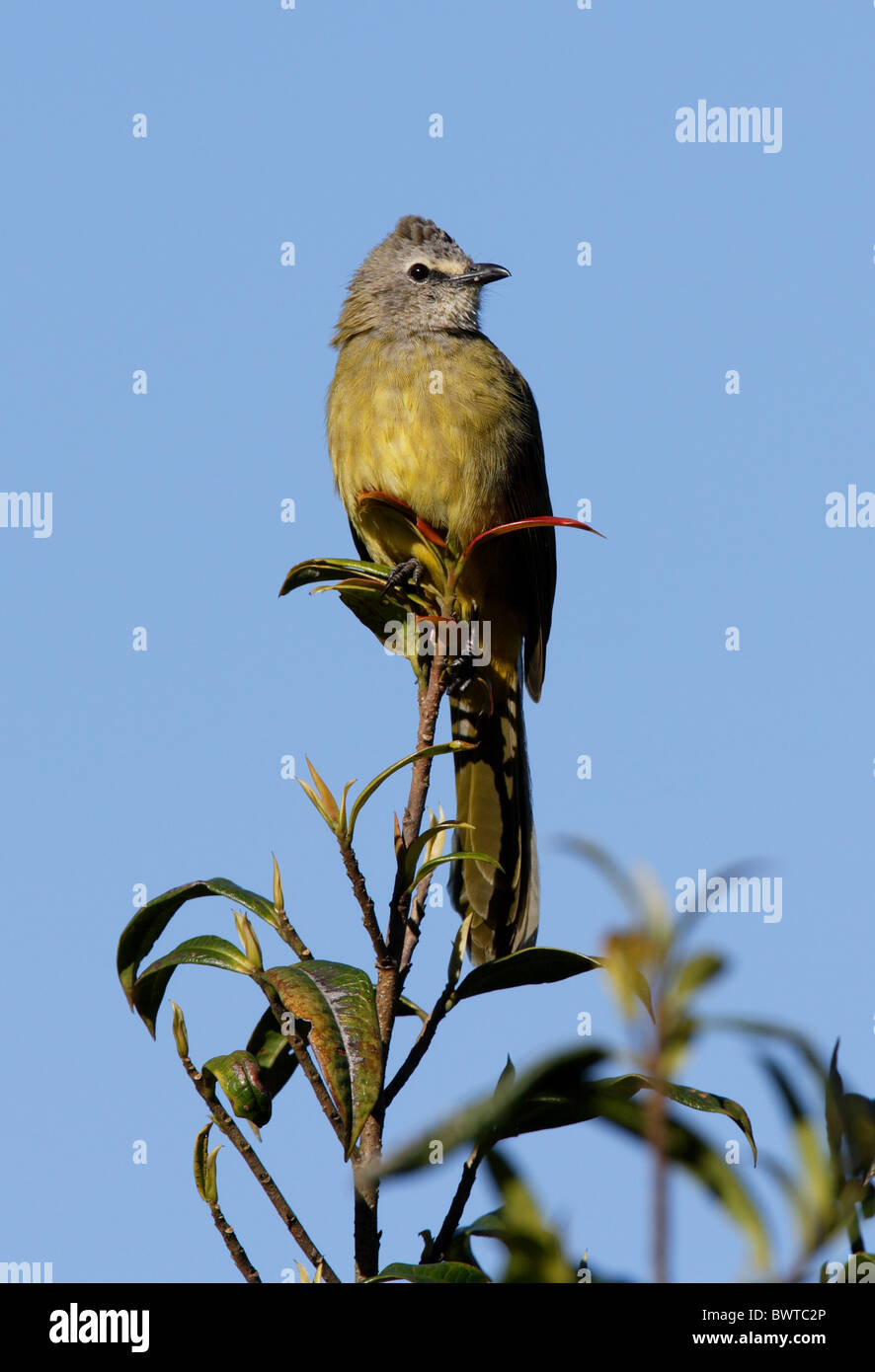 P flavescens hi-res stock photography and images - Alamy