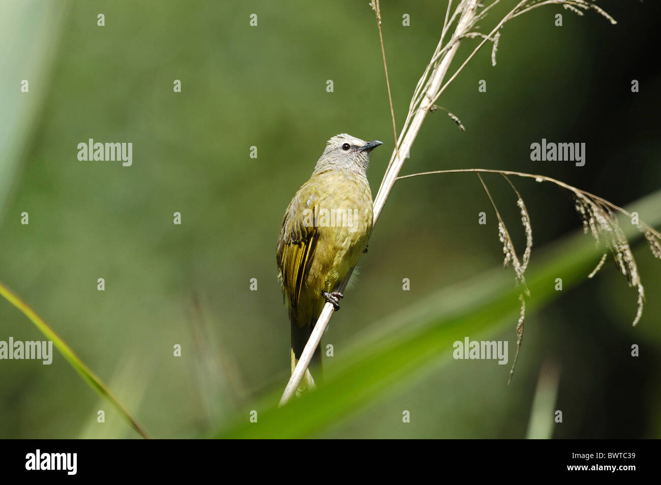 P flavescens hi-res stock photography and images - Alamy