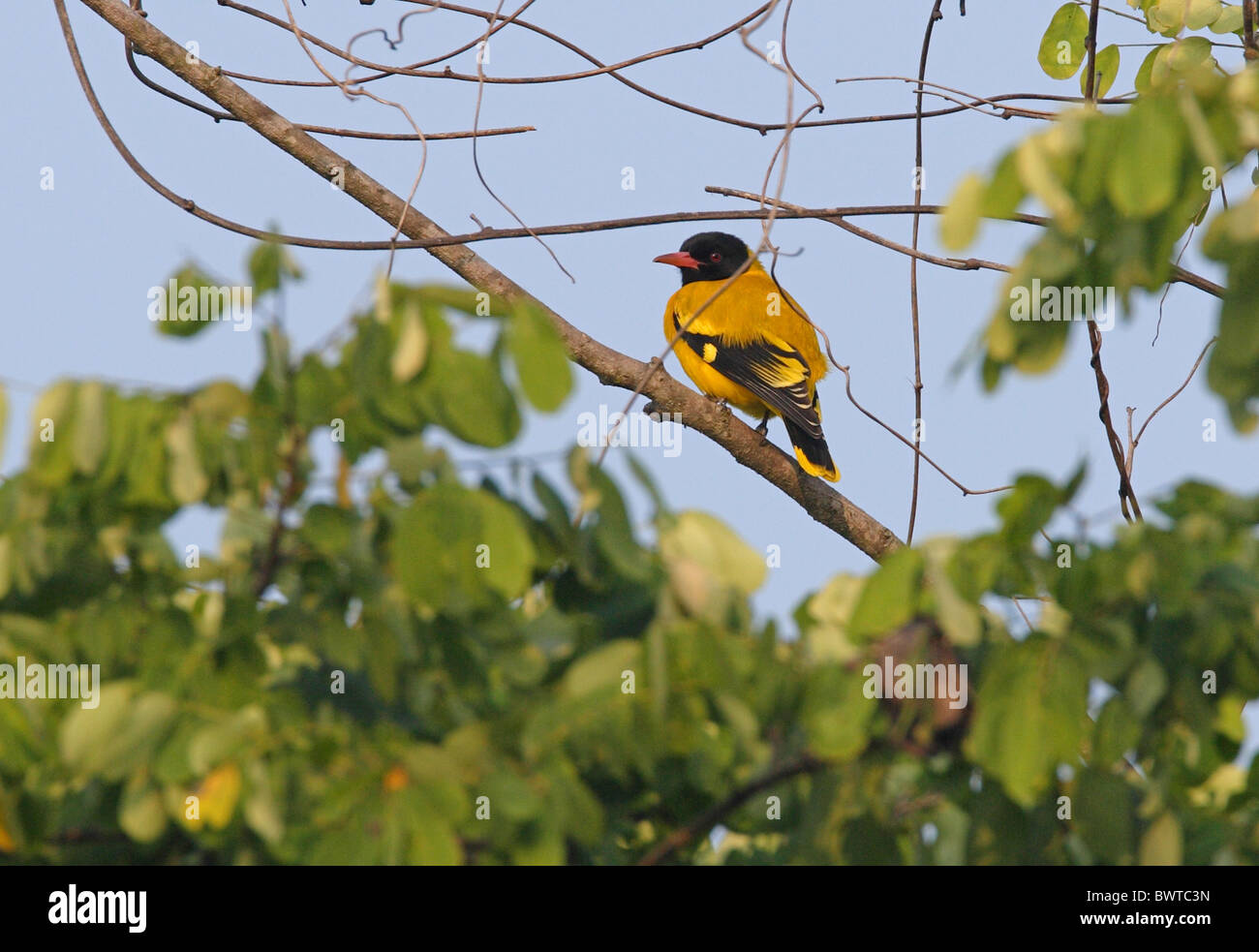 Bird birds animal animals oriole orioles asia asian wildlife nature hi ...