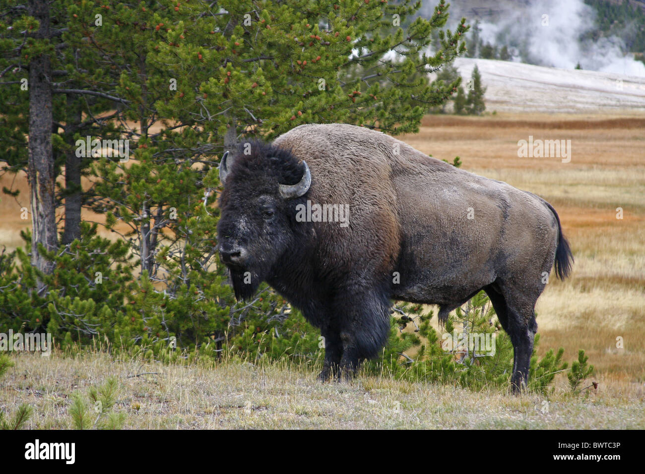 bison bisons "wild cattle" bovidae bovid bovids herbivore herbivores ...