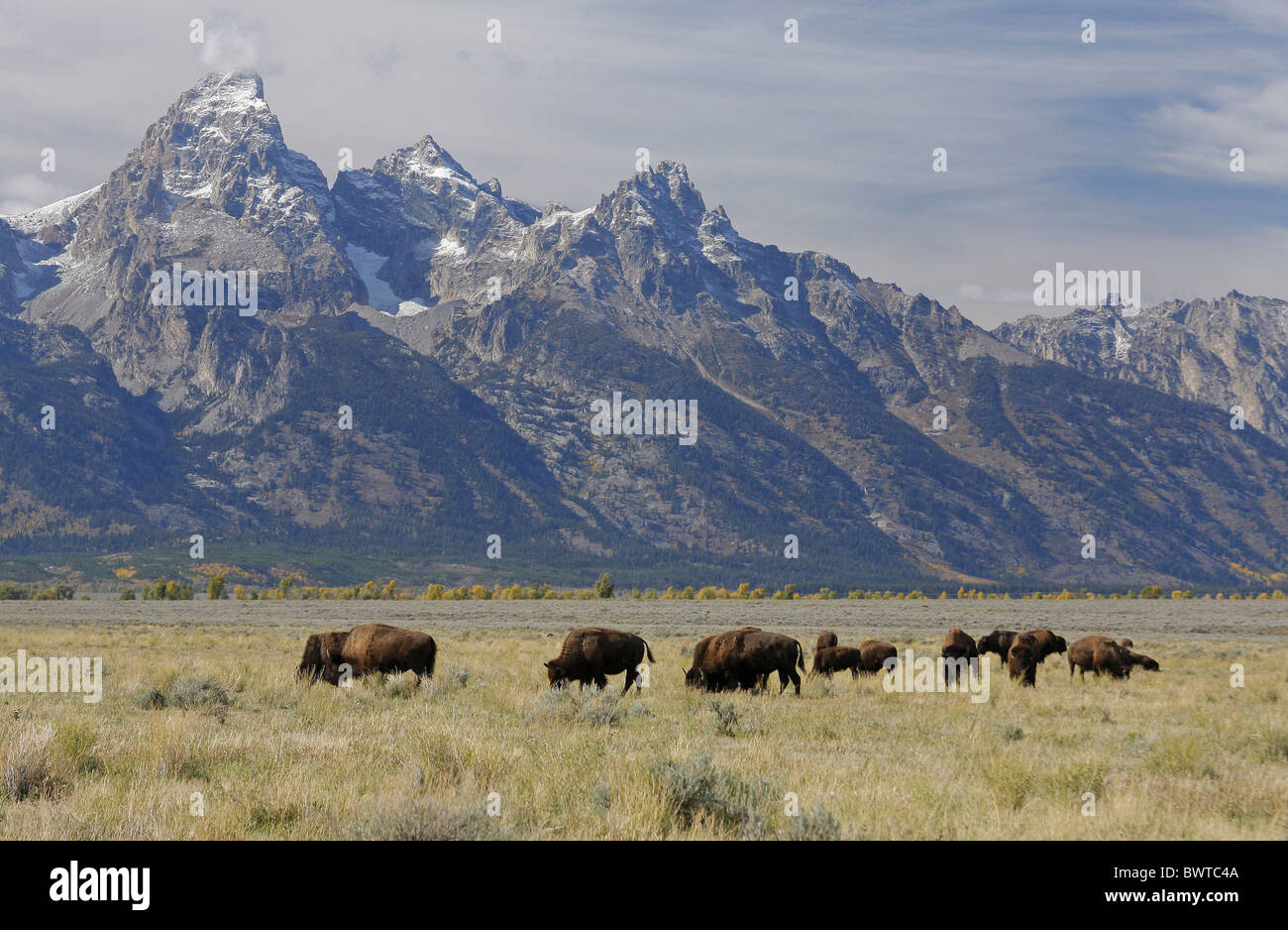 bison bisons "wild cattle" bovidae bovid bovids herbivore herbivores buffalo "north america ...