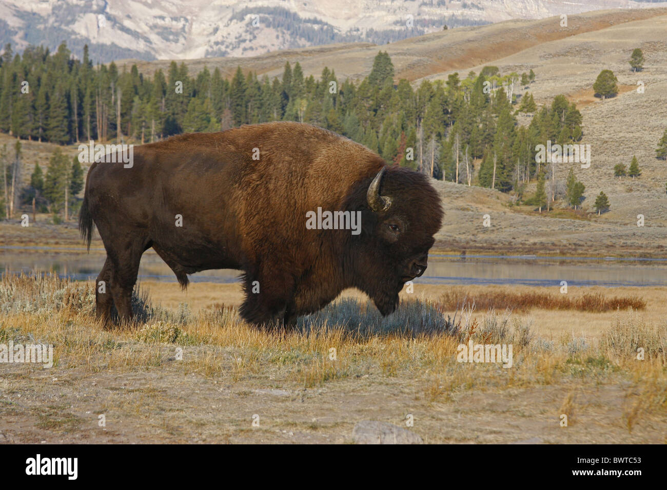bison bisons "wild cattle" bovidae bovid bovids herbivore herbivores ...