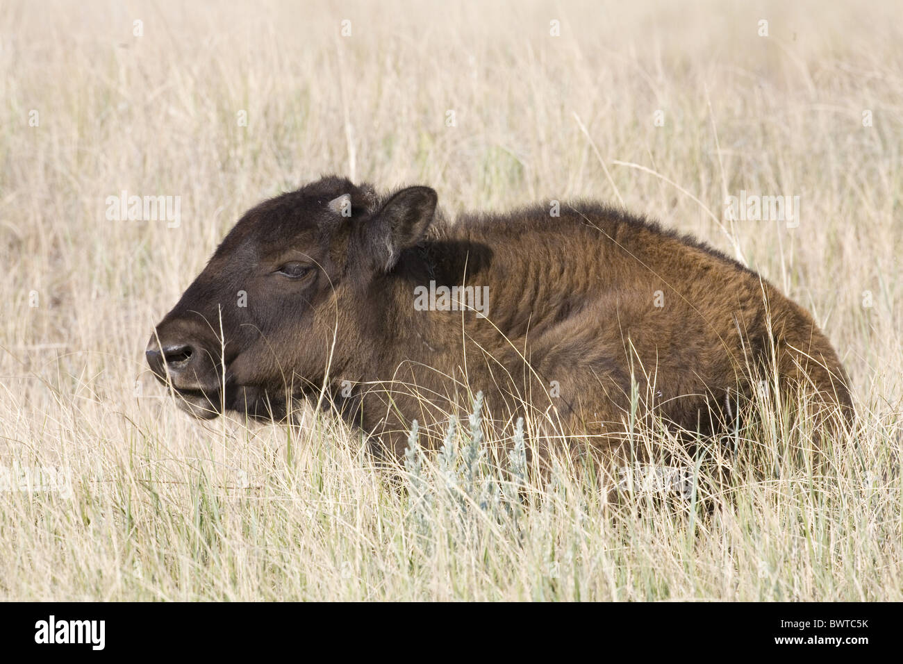 bison bisons "wild cattle" bovidae bovid bovids herbivore herbivores ...