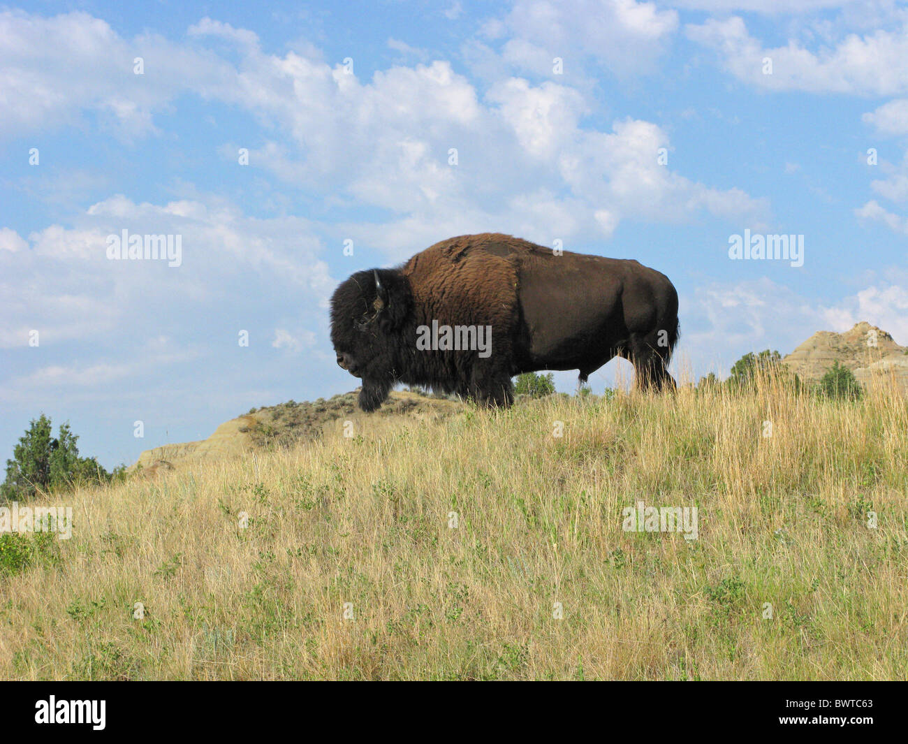 bison bisons "wild cattle" bovidae bovid bovids herbivore herbivores buffalo "north america ...
