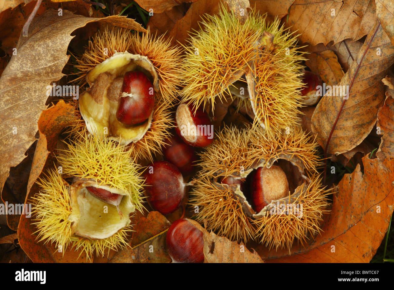 Castanea vesca sweet chestnut nut nature natural wild wildlife ...