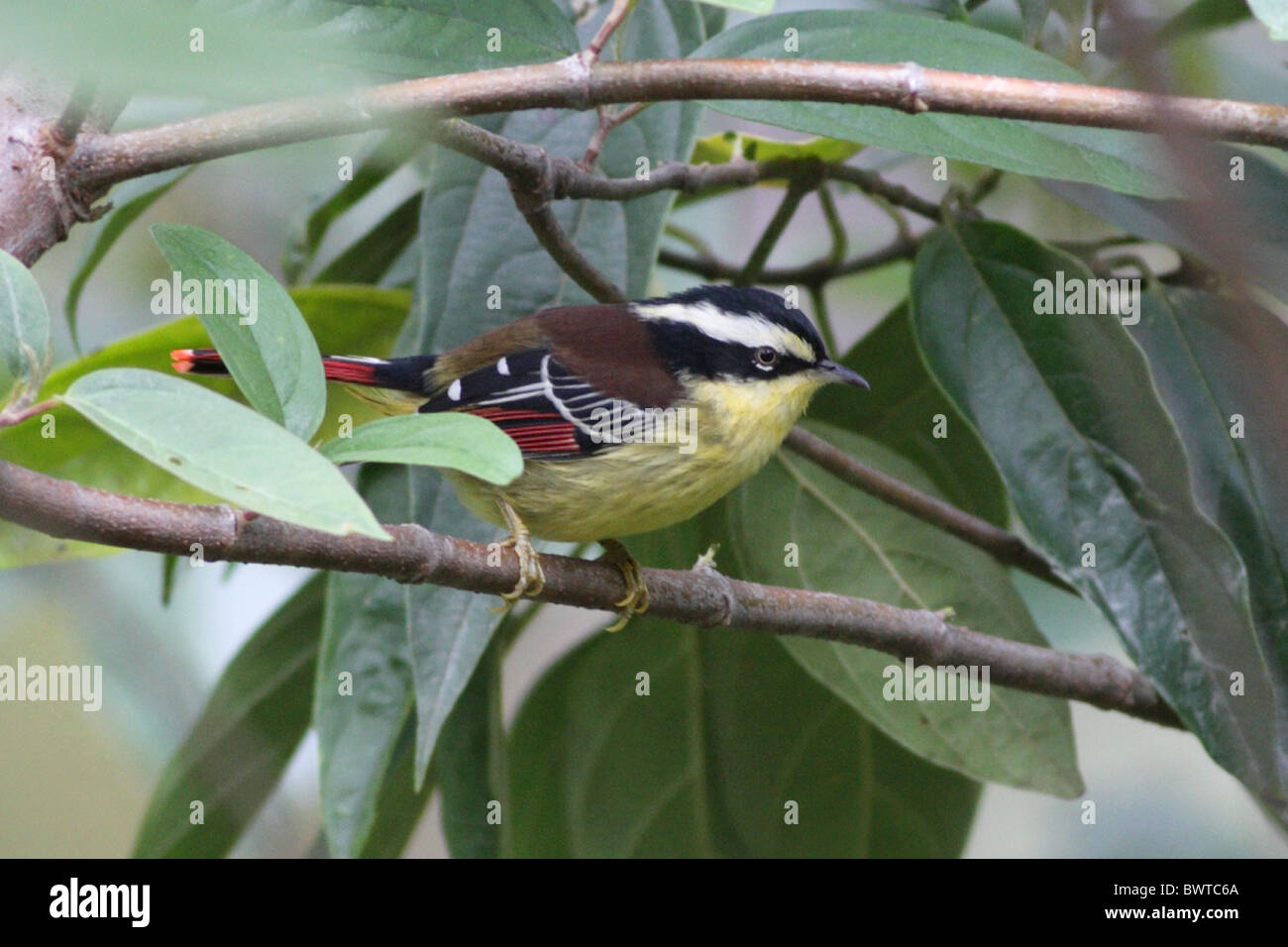 Red tailed minla hi-res stock photography and images - Alamy