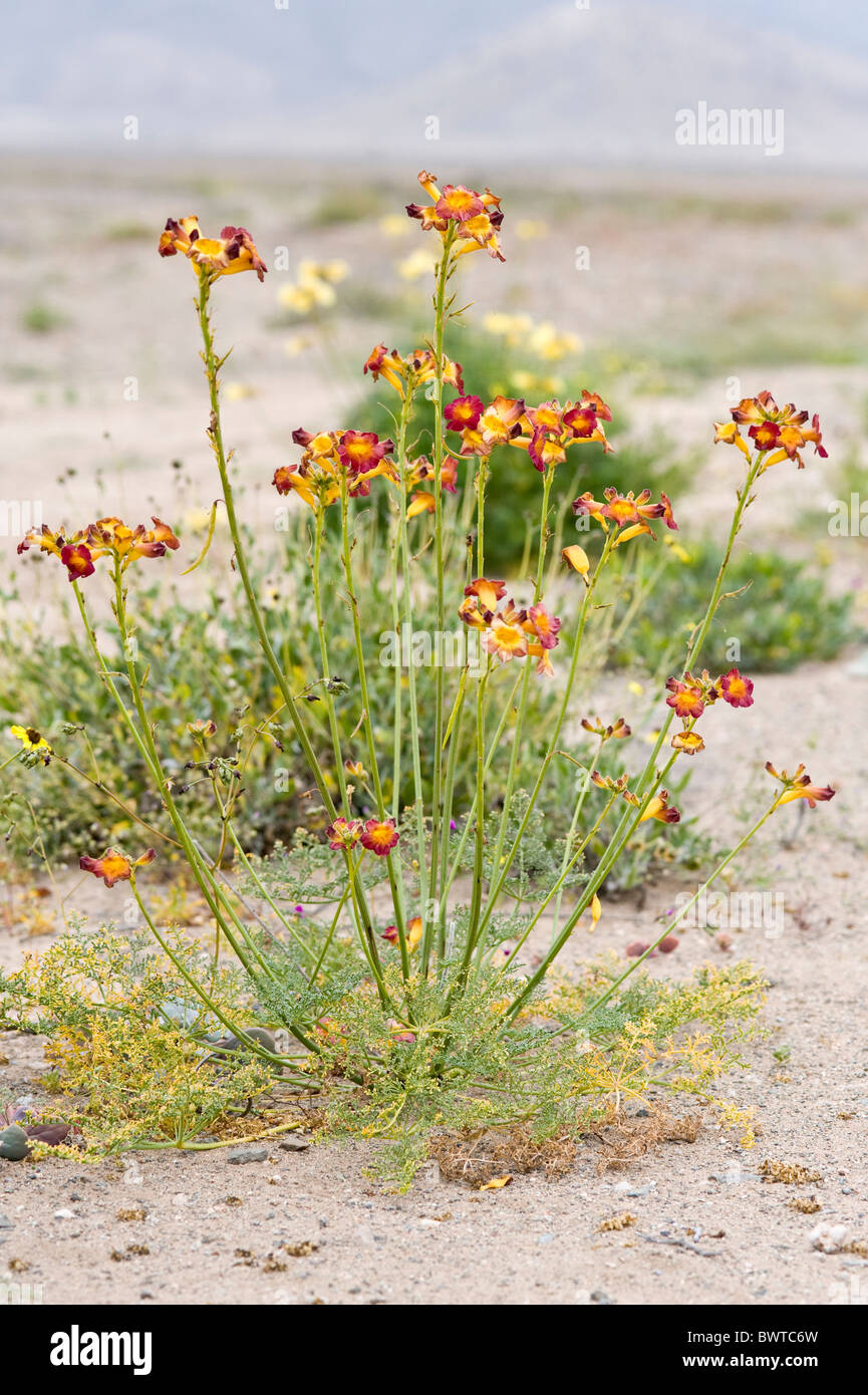 Argylia radiata flowers 'desierto florido' Atacama (III) Chile South ...