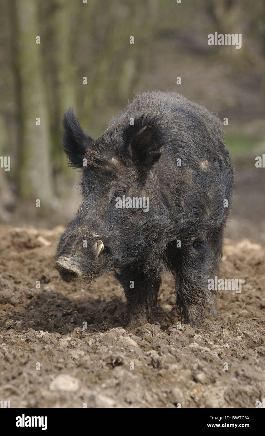 Wild Boar Lancashire. boar boars pig pigs wild omnivore omnivores ...