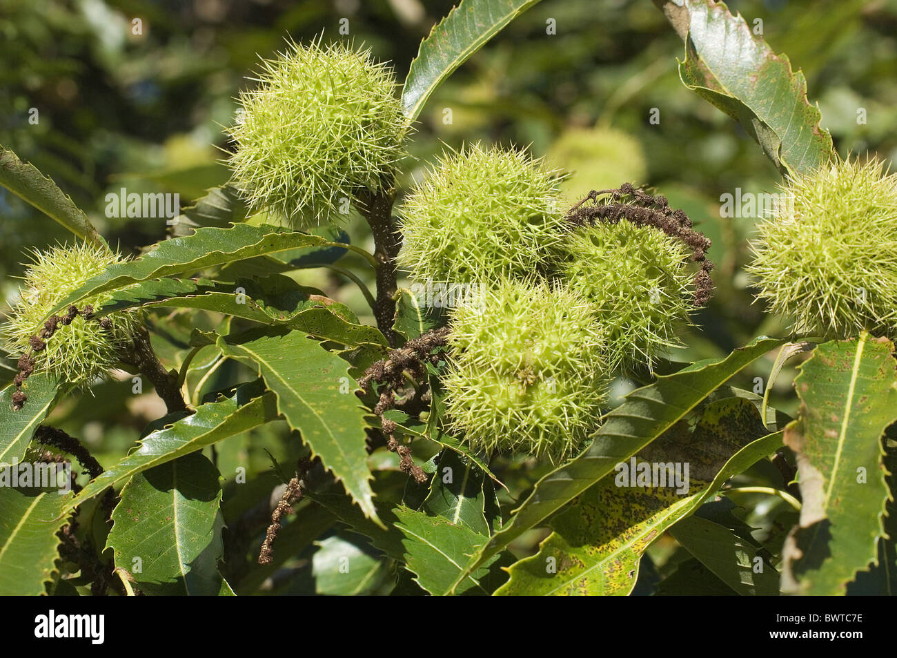 Fagaceae fruit hi-res stock photography and images - Alamy