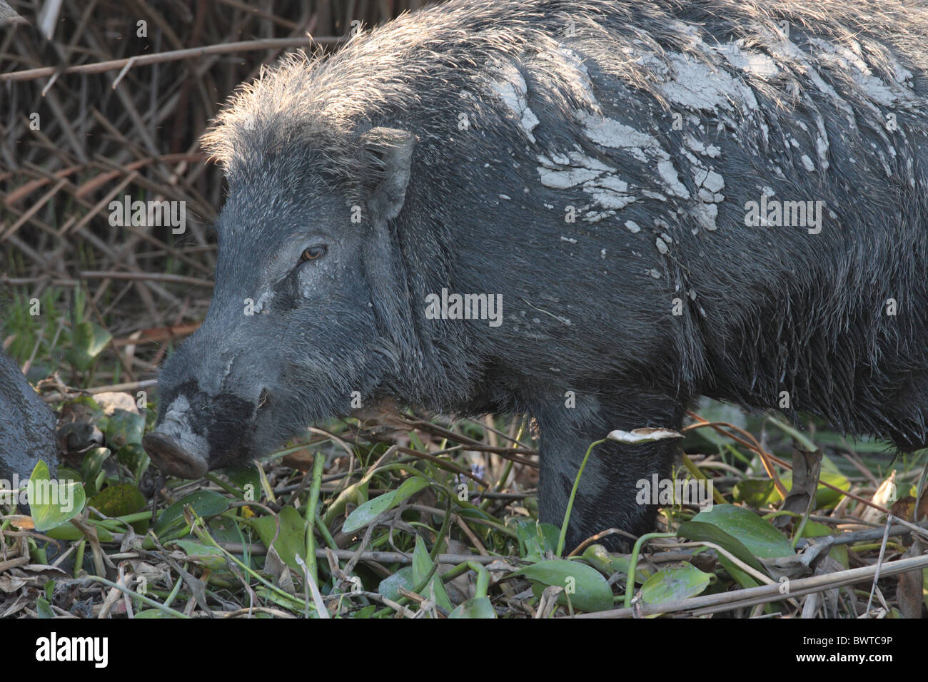 Indian Wild Boar Sus scrofa cristatus adult male Stock Photo - Alamy