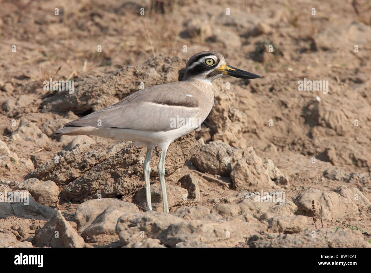 Great stone curlews hi-res stock photography and images - Alamy