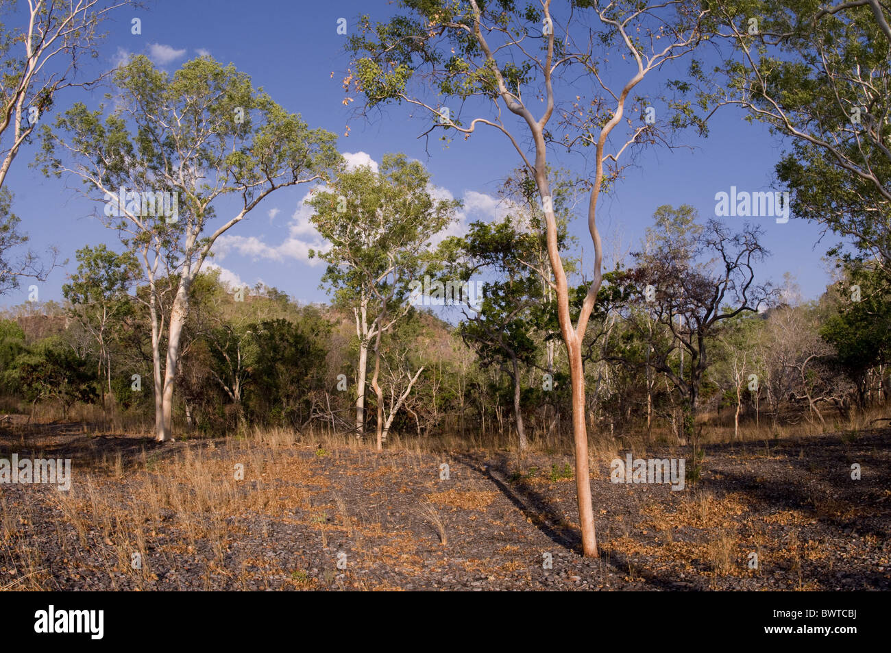 Eucalyptus Grass Tree Uhak Village Wetar Island Alor Indonesia tree ...