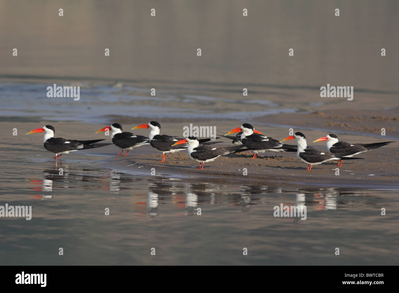 Indian Skimmer (Rynchops albicollis) eight adults, resting on sandbank ...