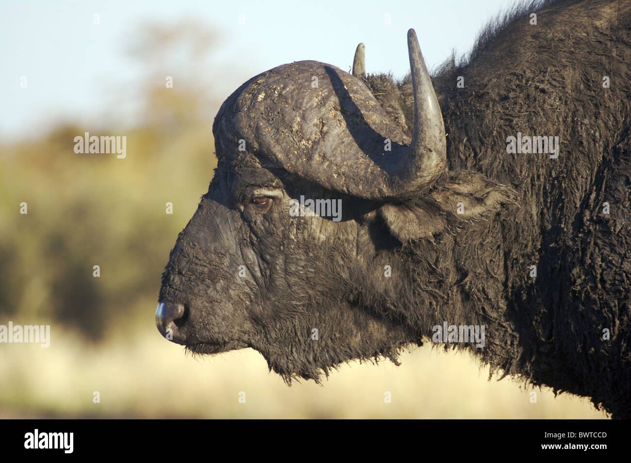 buffalo buffaloes "wild cattle" bovidae bovid bovids horned herbivore ...