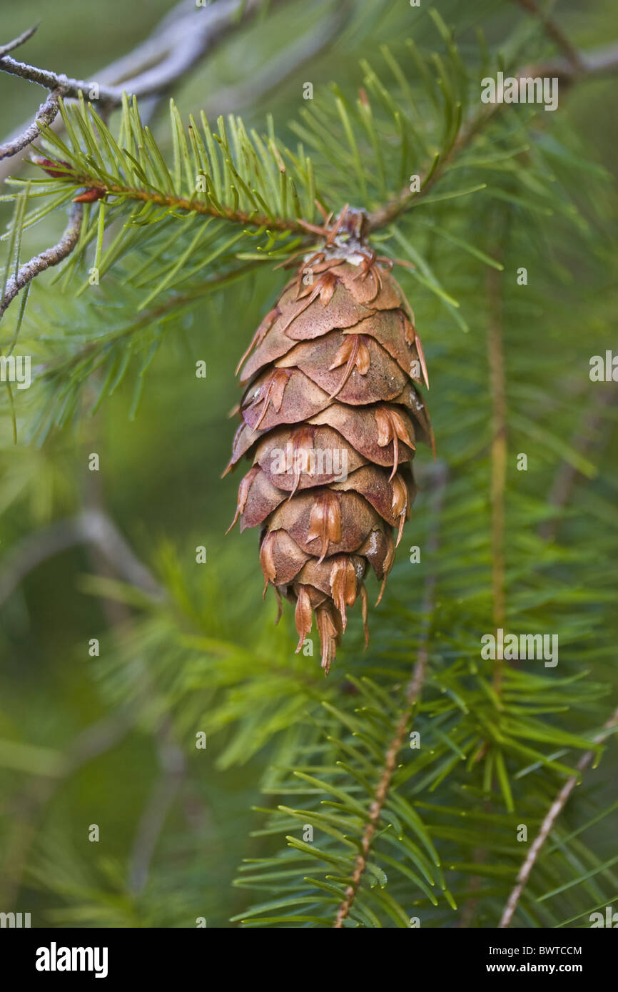 Douglas fir pine cone uk hi-res stock photography and images - Alamy
