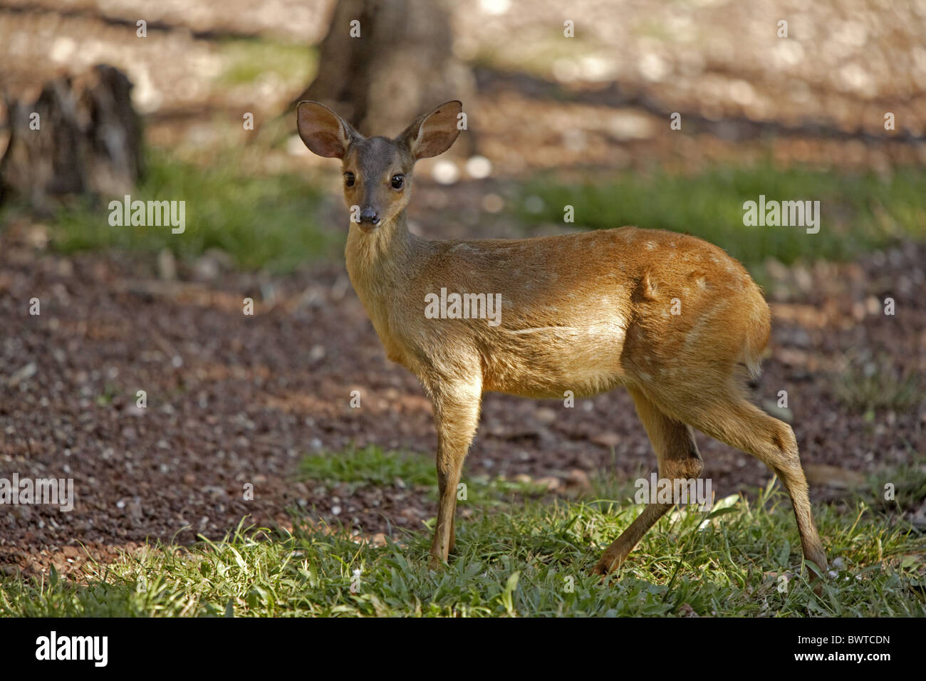 Red Brocket Mazama americana young standing shade Stock Photo - Alamy