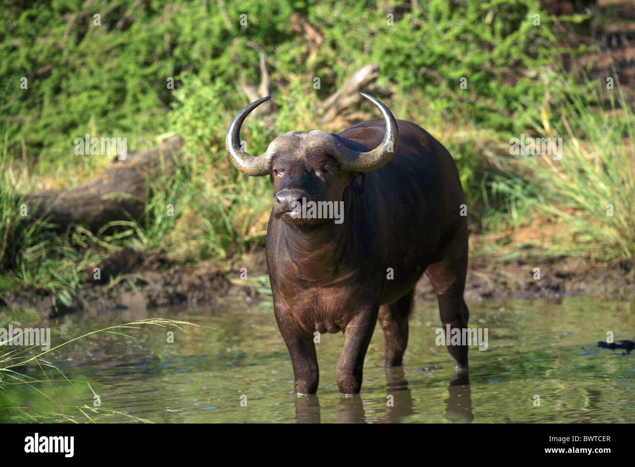 am Wasser - at water buffalo buffaloes "wild cattle" bovidae bovid ...