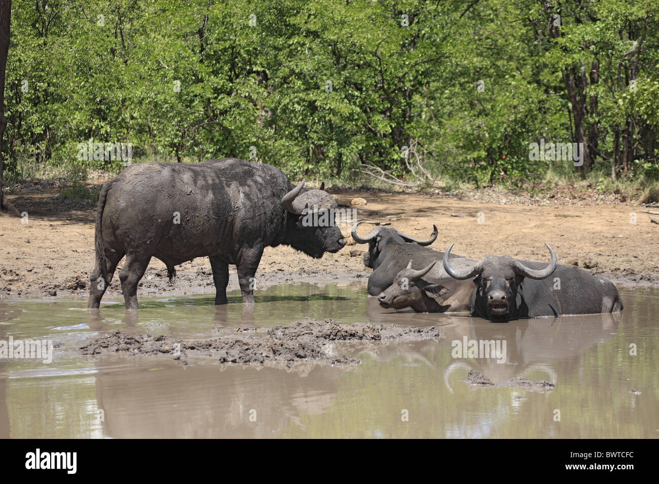 Group african horned buffaloes hi-res stock photography and images - Alamy