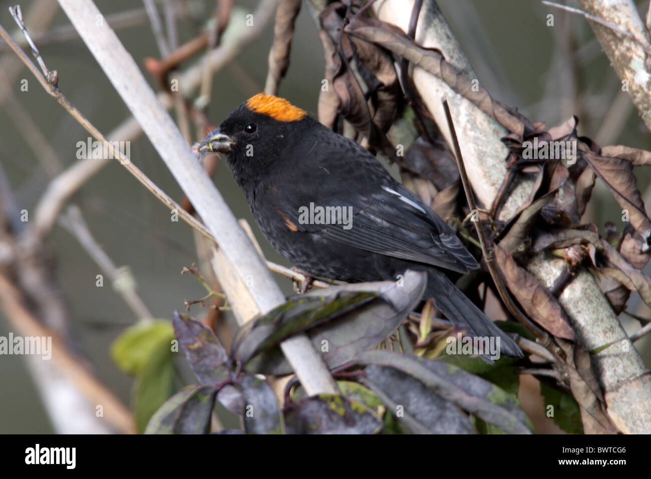 Gold headed finches hi-res stock photography and images - Alamy