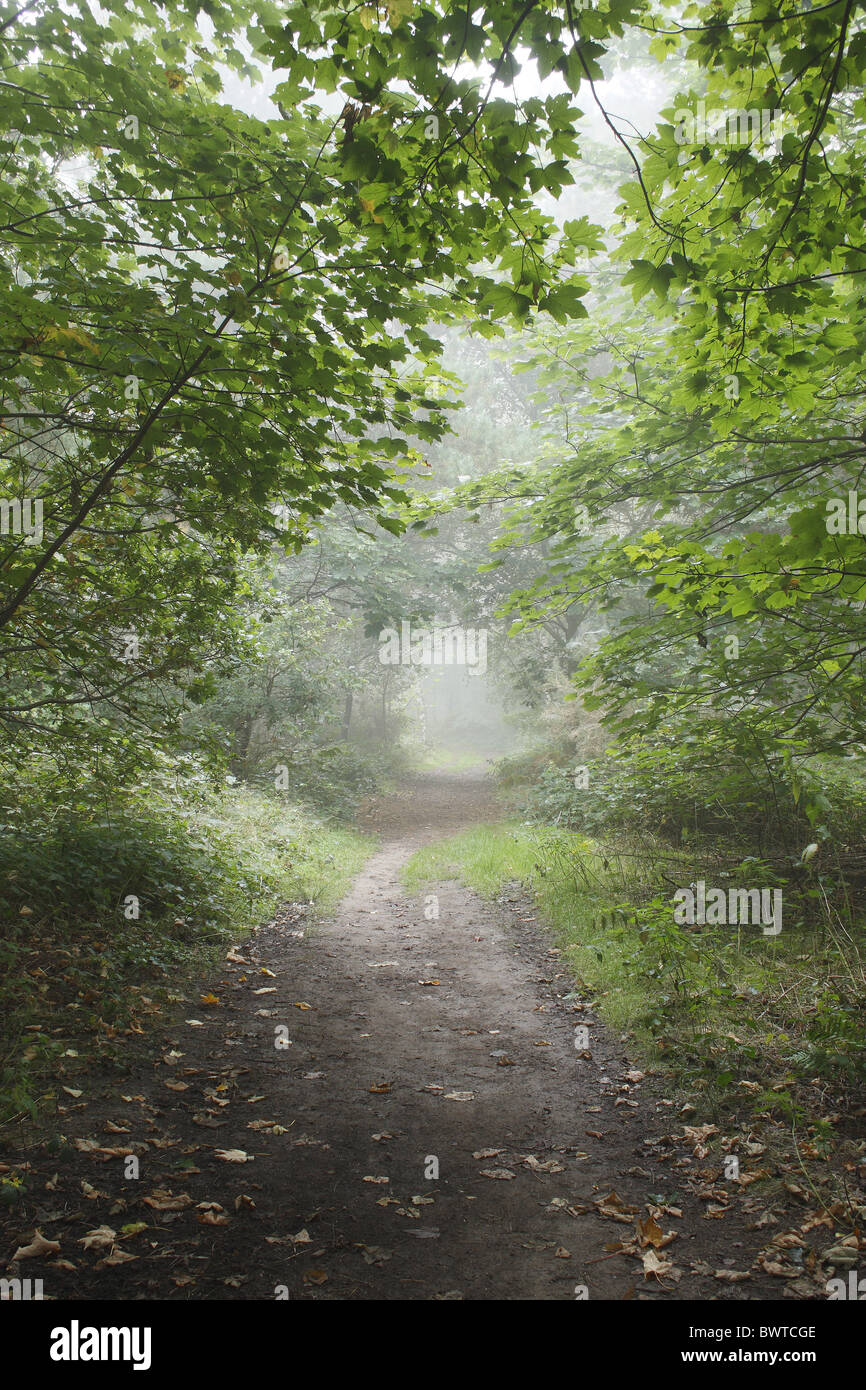 tree trees deciduous plant plants forest forests wood woods woodlands ...