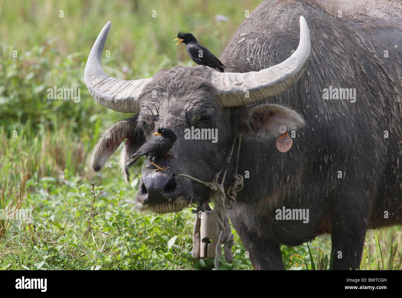 buffalo buffaloes cattle bovidae bovid bovids domestic domesticated ...