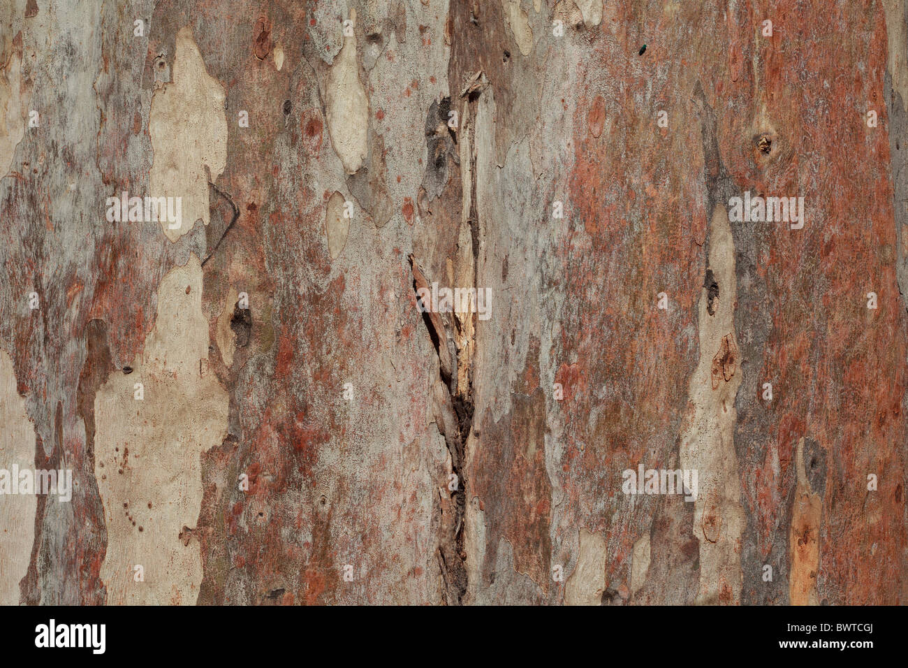 Gum Tree Bark High Resolution Stock Photography and Images - Alamy