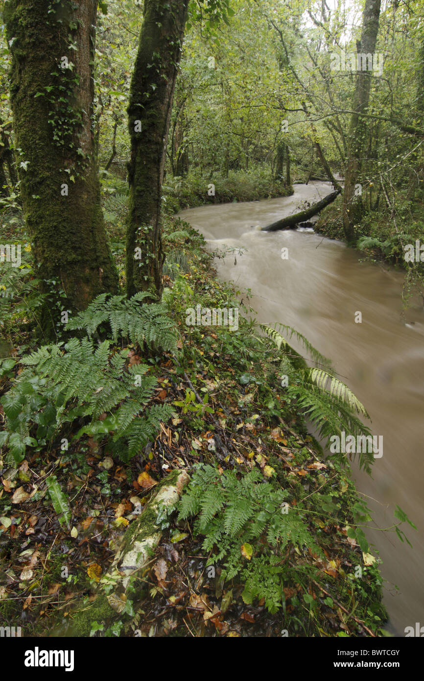 tree trees deciduous plant plants forest forests wood woods woodlands ...