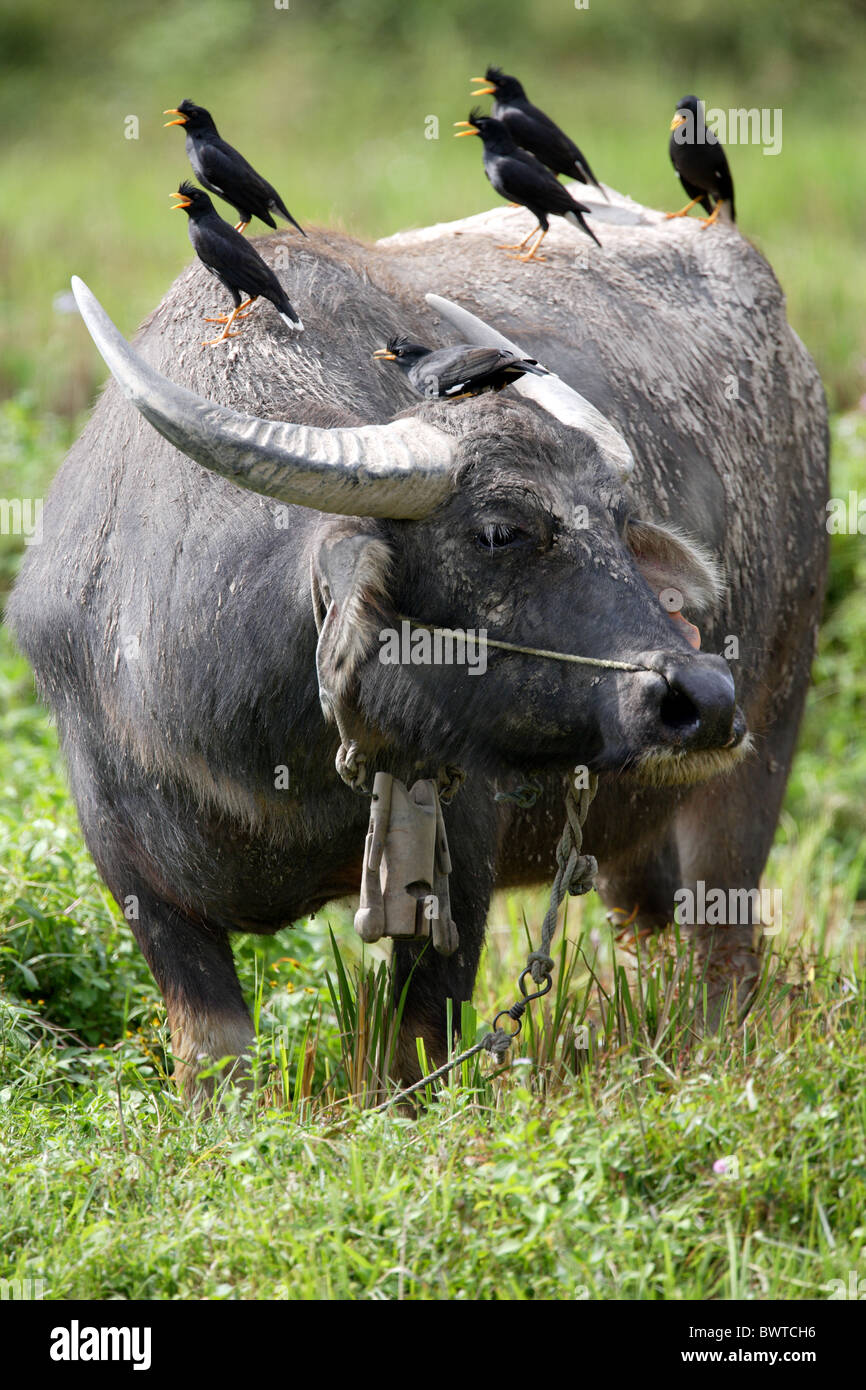 Buffalo back and white hi-res stock photography and images - Alamy