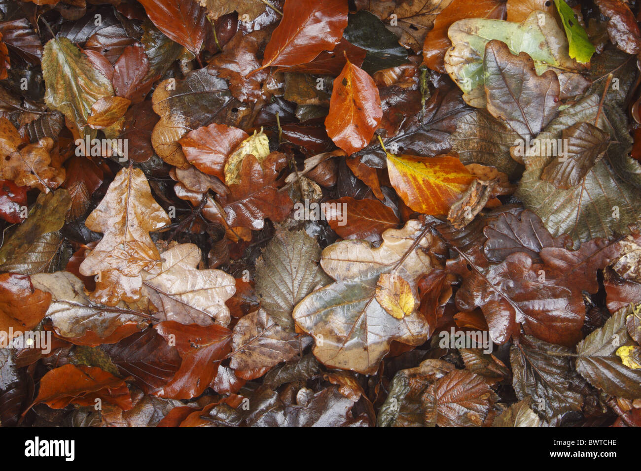 Broad leaved broadleaved broad leaf broadleaf hi-res stock photography ...