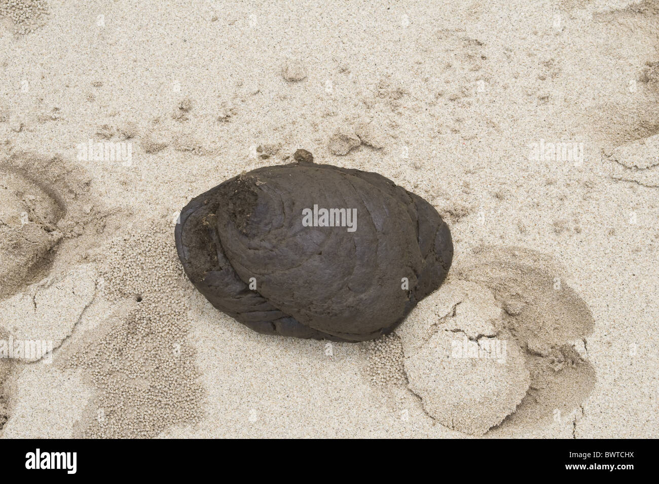 Animal Animals Defecate Droppings Dung Water Buffalo Carabao Poo Beach ...
